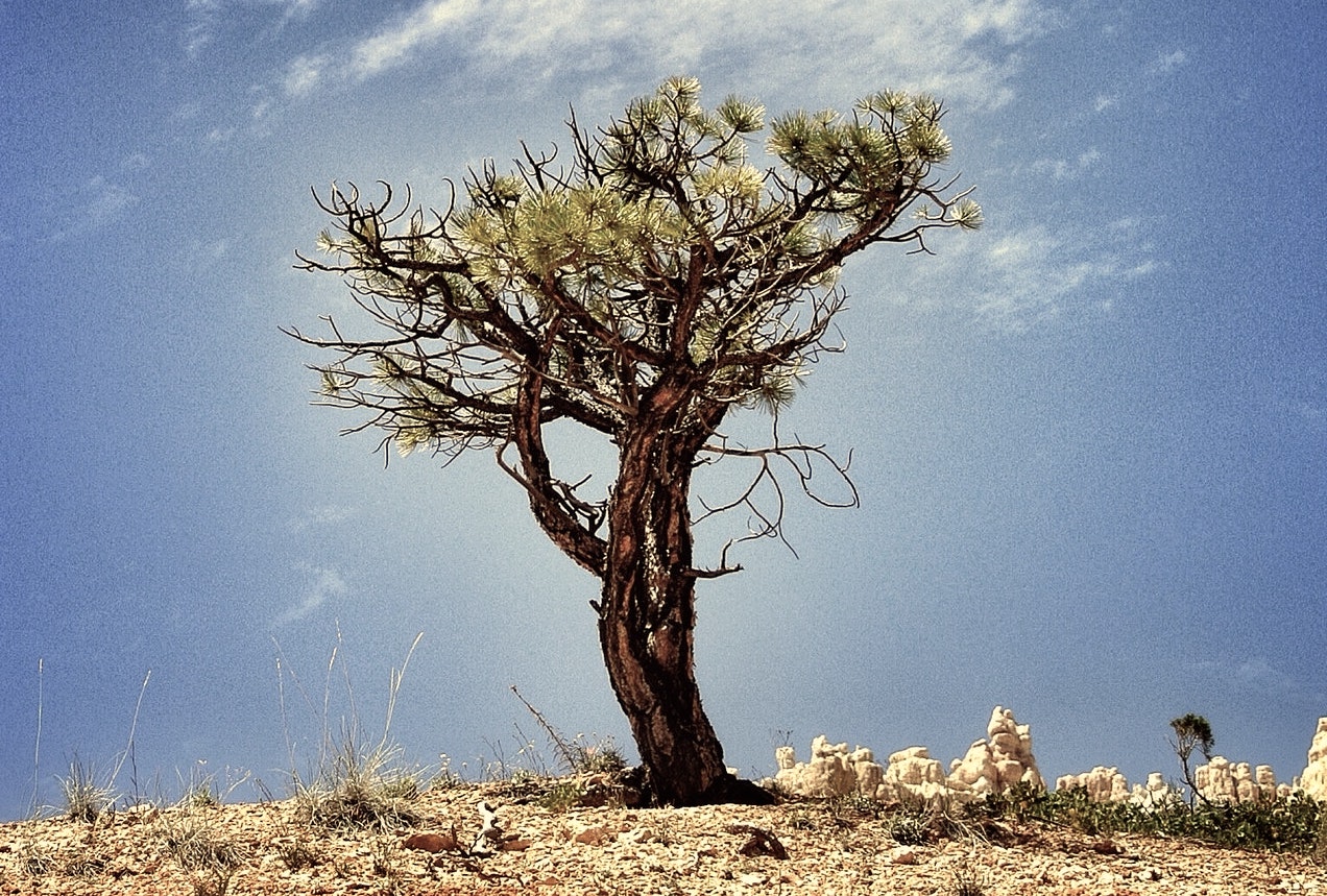 Everything is useful, everything is useless - This is the nature of all ...